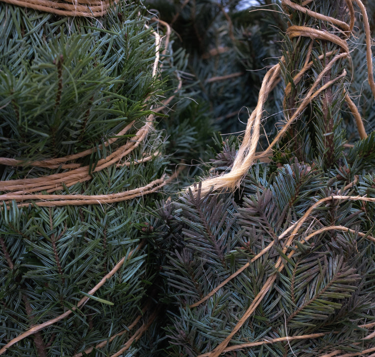 Fallen Tree Candle Co. – Fallen Tree Candle & Co.